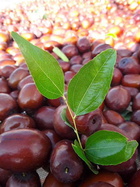 Jujubes – Flora Fauna Farm