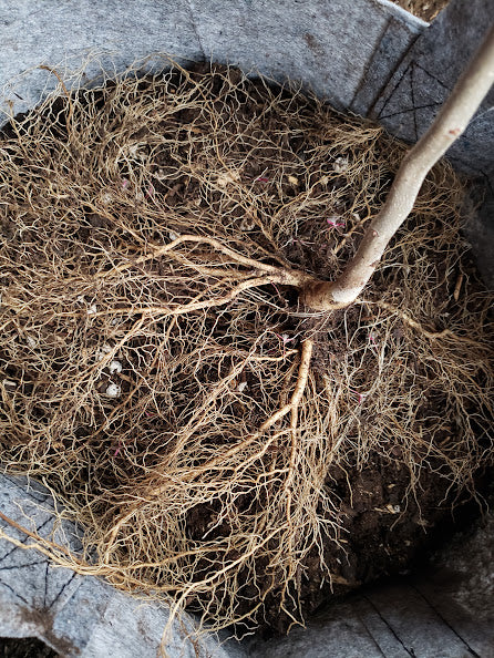 All Bare Root Trees (Pre-Order) – Flora Fauna Farm