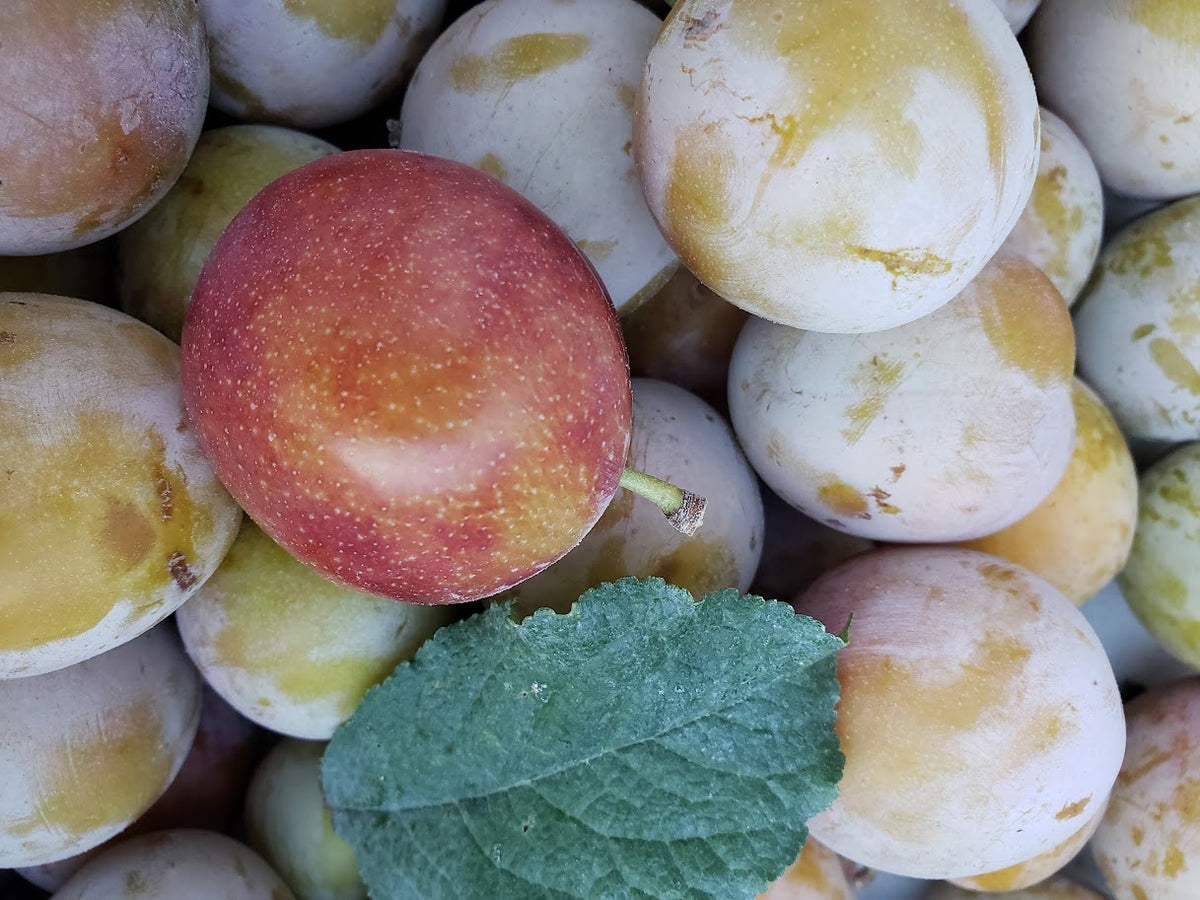 Plums – Flora Fauna Farm