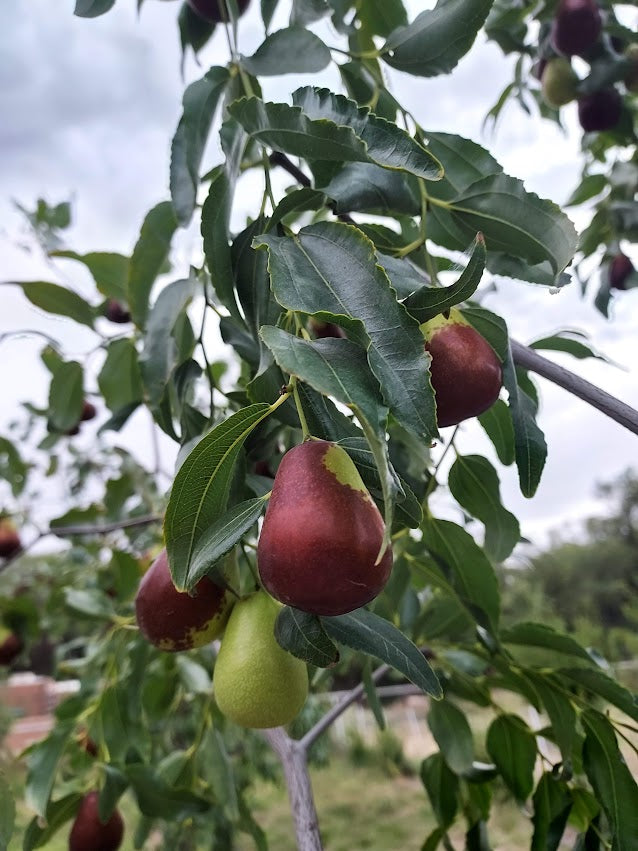 Jujube, 'Lang' (Bare Root) – Flora Fauna Farm