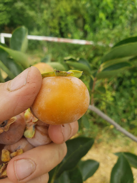 Persimmon, 'Meader' – Flora Fauna Farm