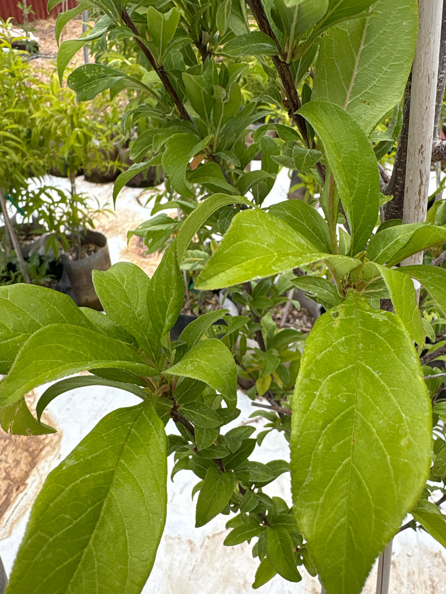 Plum, 'Vanier' – Flora Fauna Farm