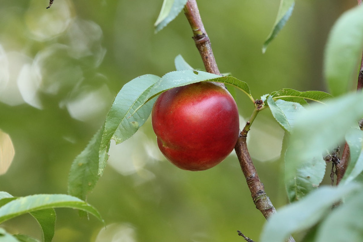 Nectarine, 'Mericrest' – Flora Fauna Farm