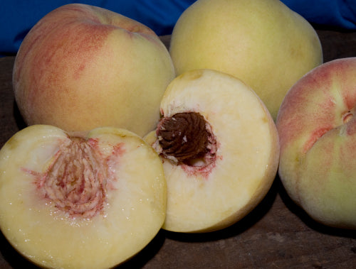Peach, 'Polly' – Flora Fauna Farm