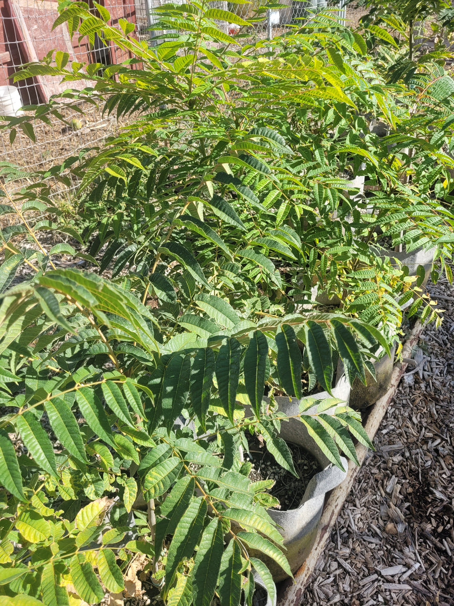 Beef and Onion Tree – Flora Fauna Farm