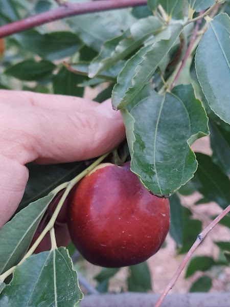 Jujube, 'Redland' (Bare Root) – Flora Fauna Farm