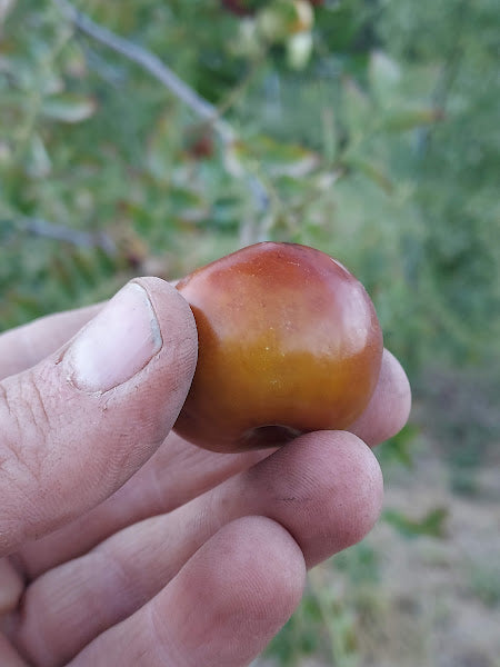 Jujube, 'Chico' – Flora Fauna Farm