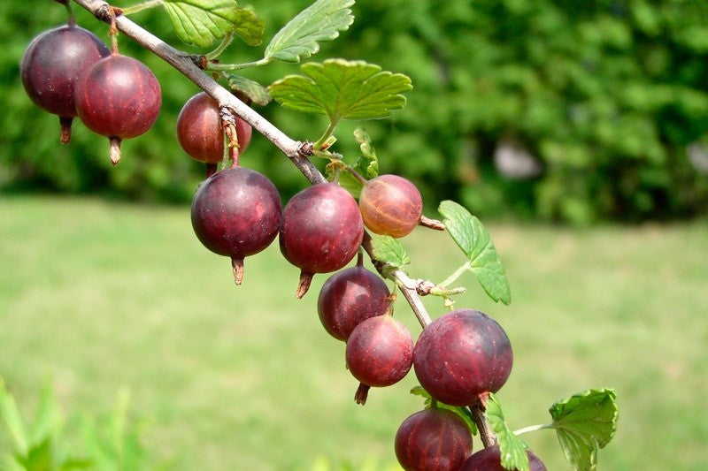 Gooseberry, 'Captivator' – Flora Fauna Farm