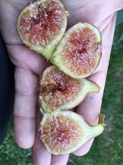 Fig, 'Florea' – Flora Fauna Farm