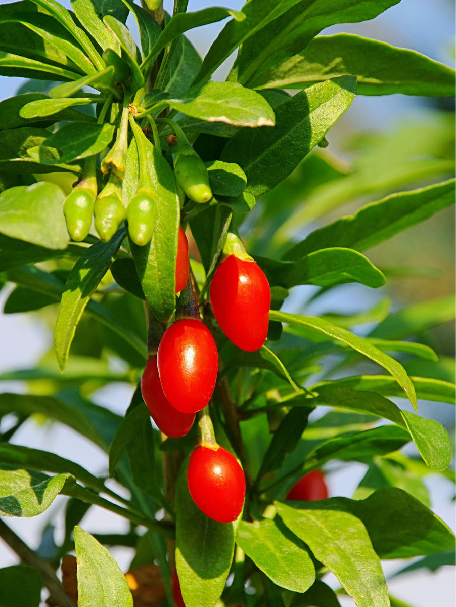 Goji Berry (Bare Root) – Flora Fauna Farm