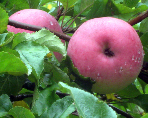 Apple, 'Wolf River' – Flora Fauna Farm
